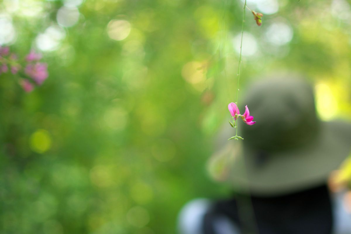 帽子の飾り、👒🎩👒 | GANREF