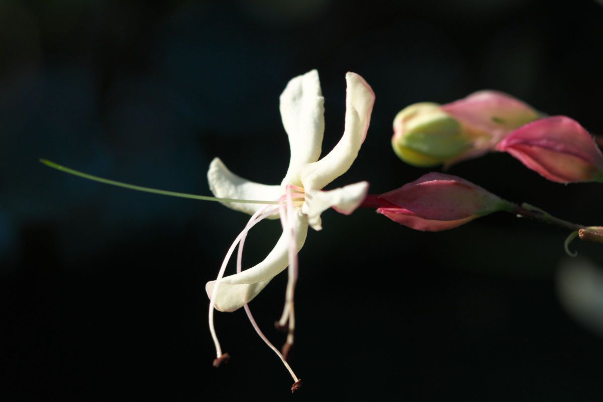 勝負、🤺🤺🤺 | GANREF