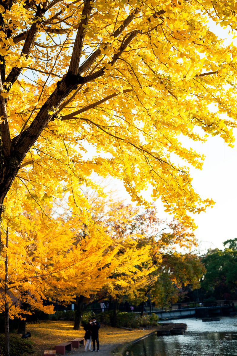 Yellow leaves | GANREF