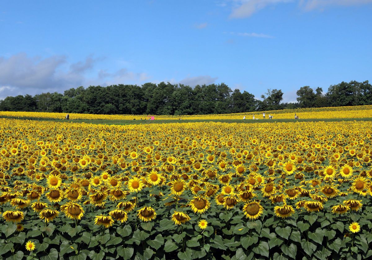 200万本の一部 | GANREF