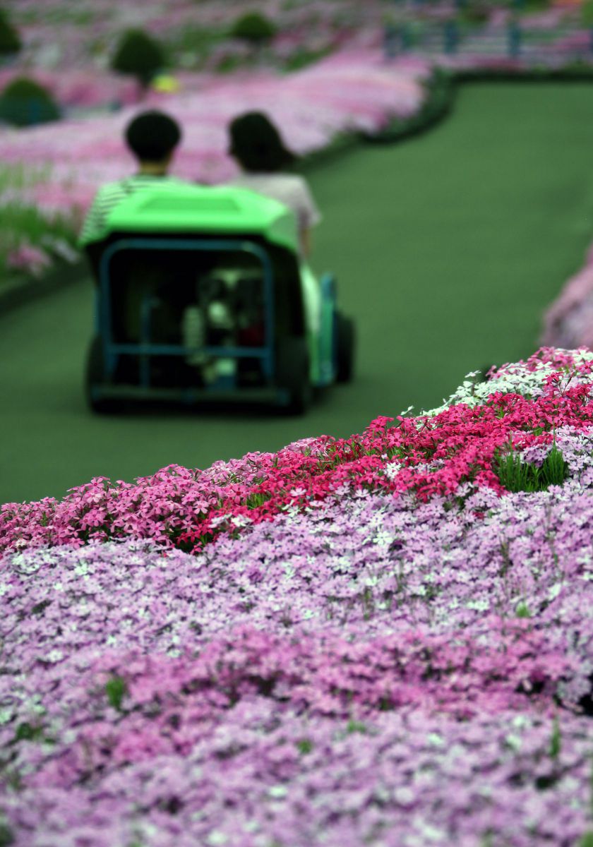 芝桜コース | GANREF