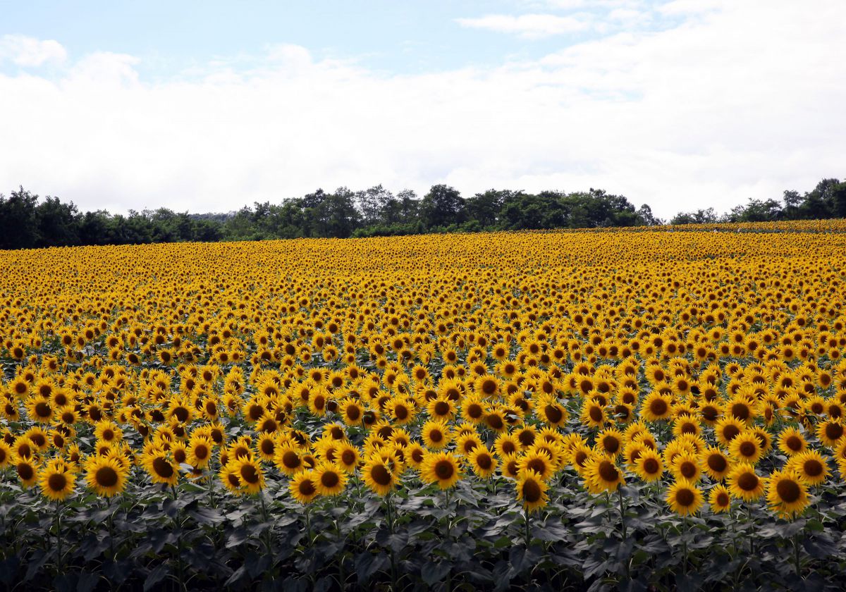 一面の黄色 | GANREF