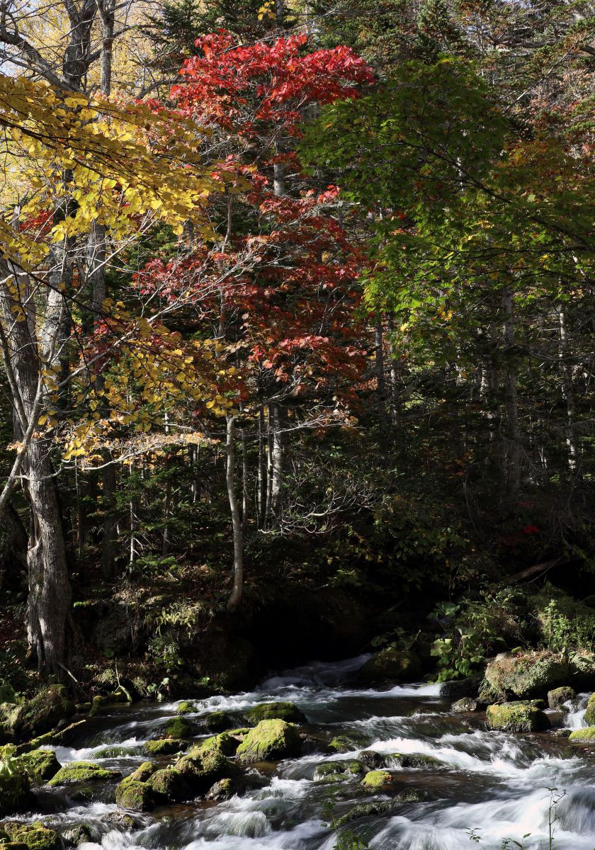 清流の紅葉 | GANREF