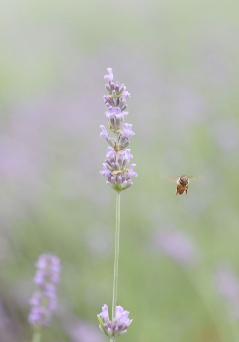 終盤の書き入れ時 | GANREF