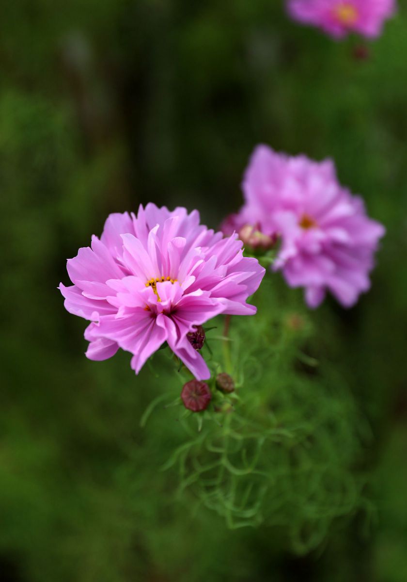 八重咲のコスモス | GANREF