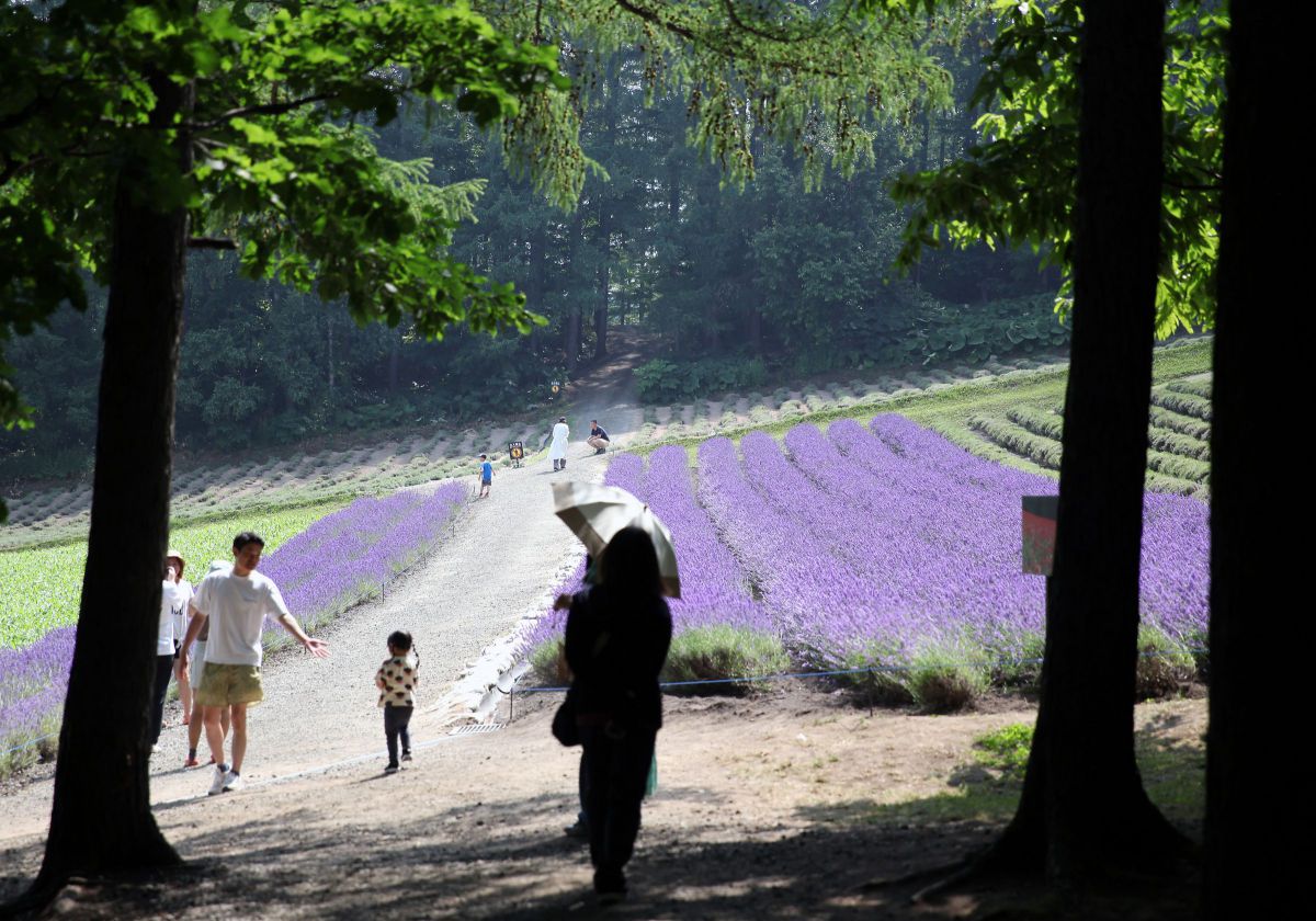 森を抜けたら | GANREF