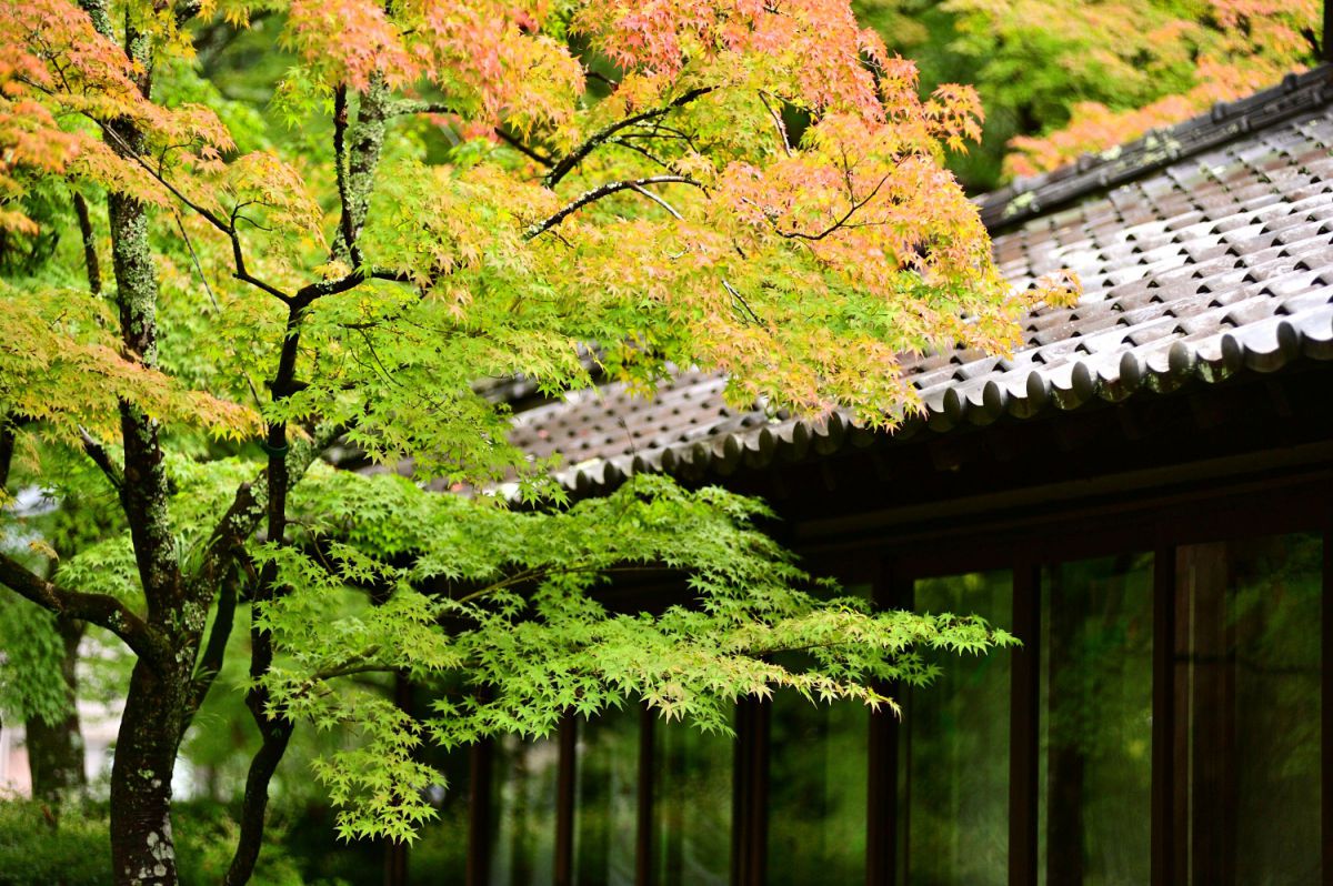 A little nice view | GANREF