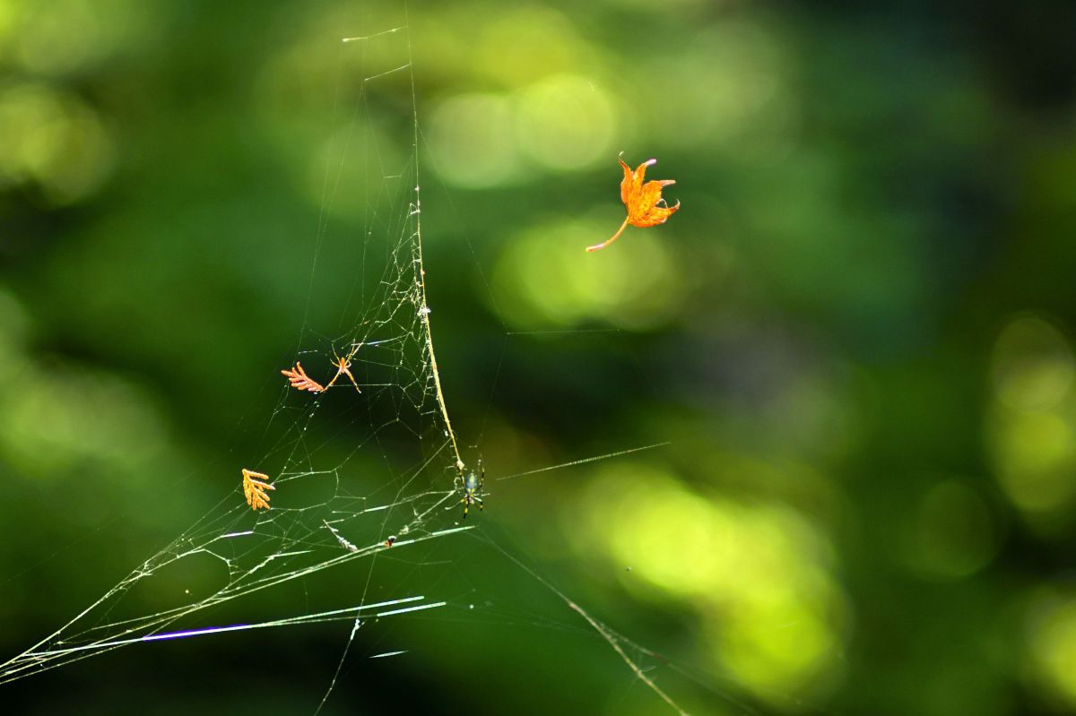 Gone with the wind | GANREF