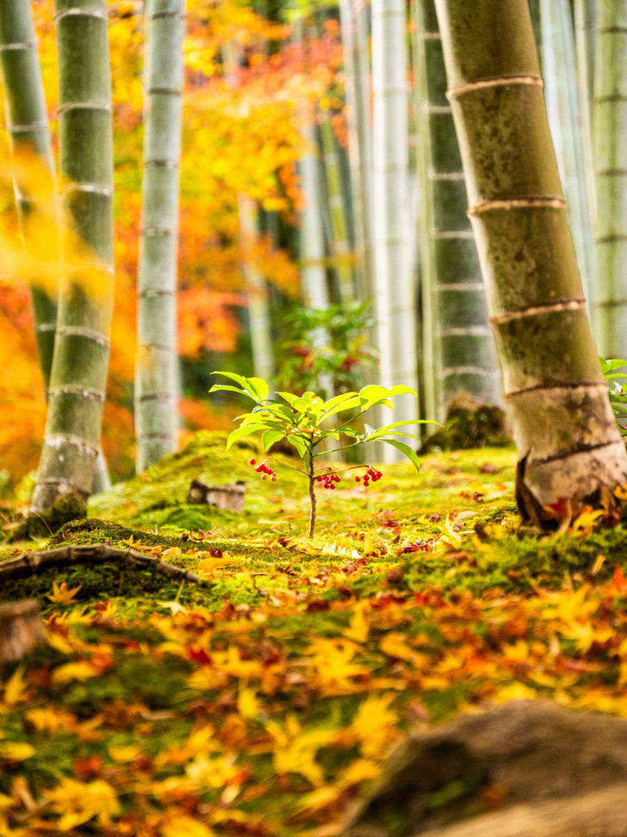 マンリョウ | GANREF