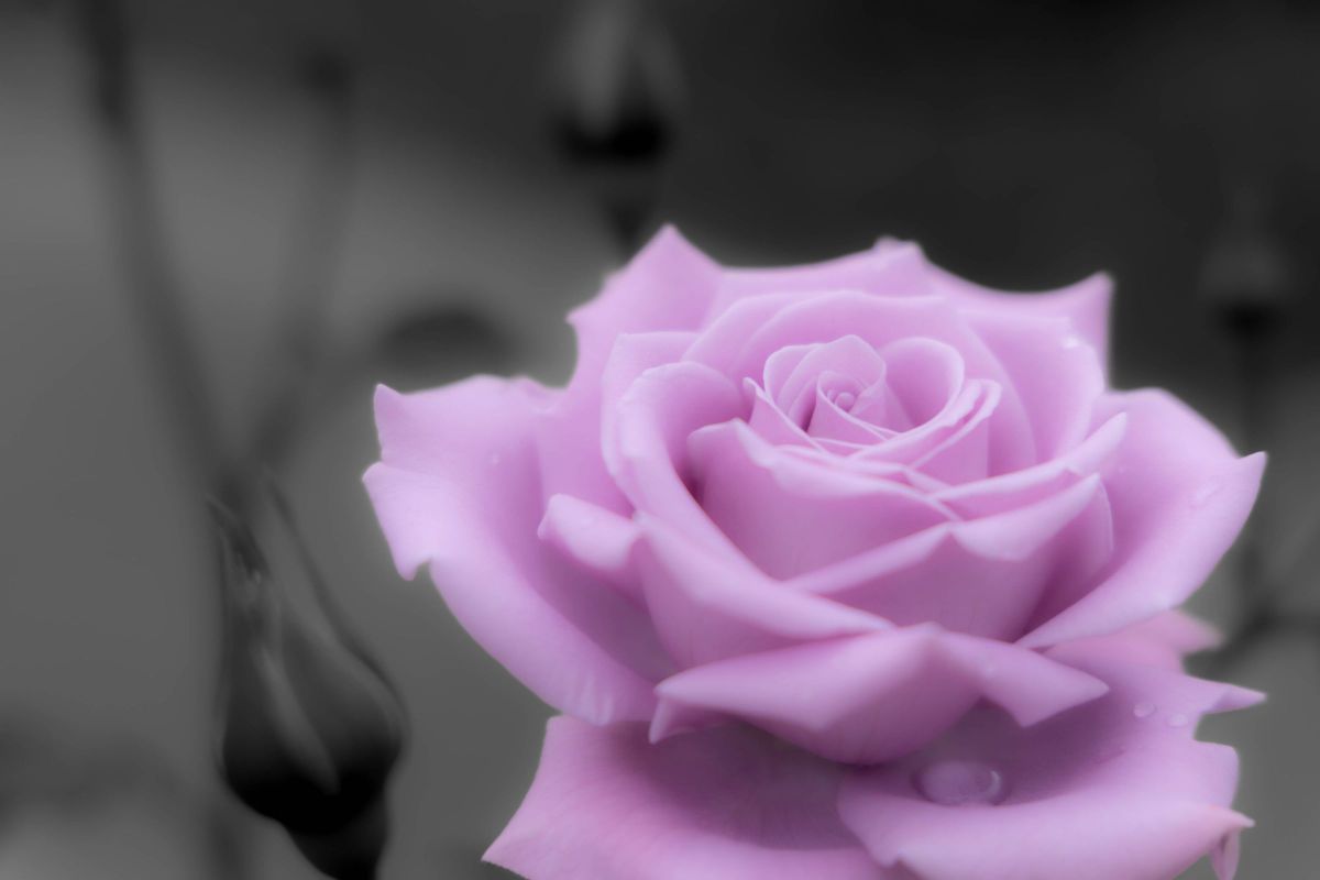 Violet Rose | GANREF