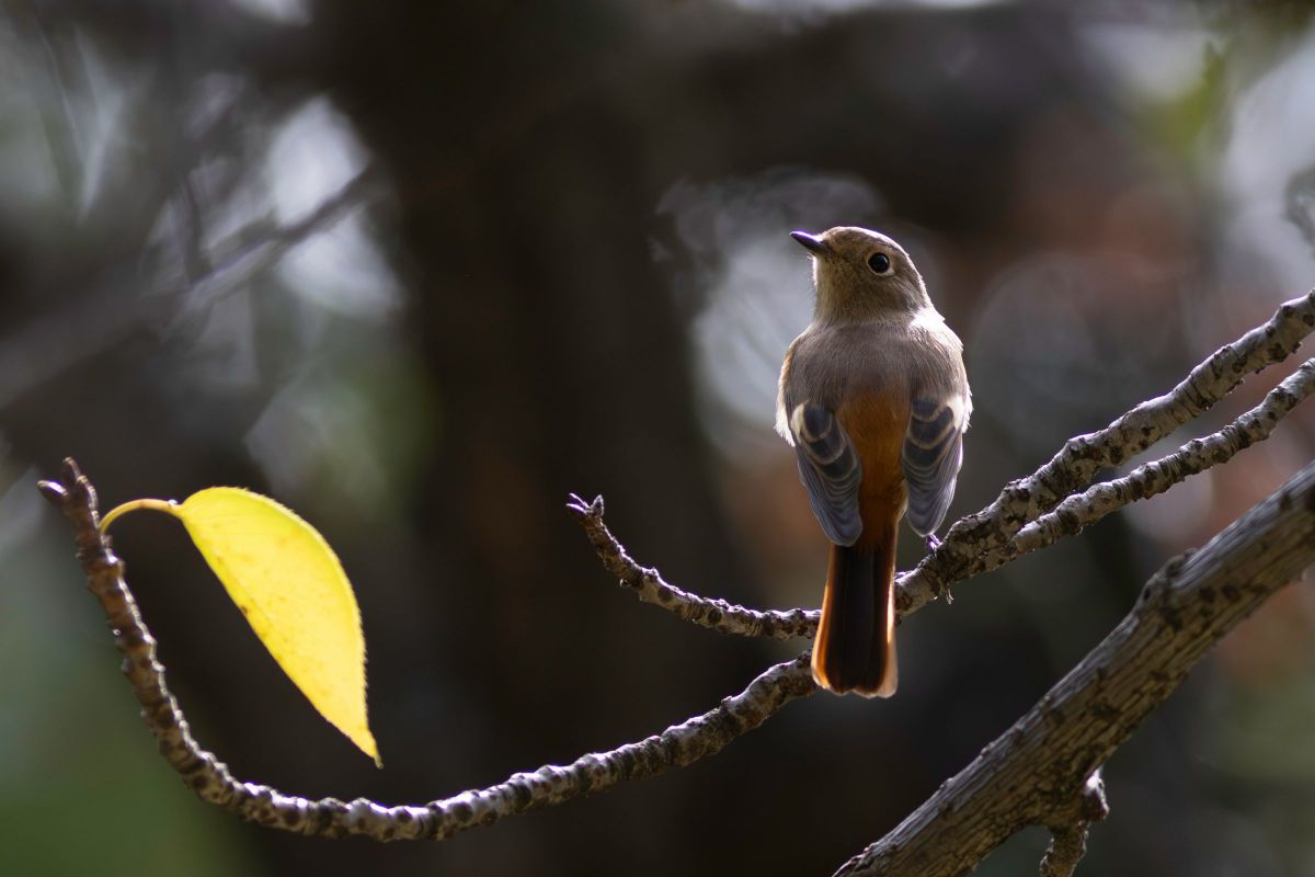 見返り美人 | GANREF