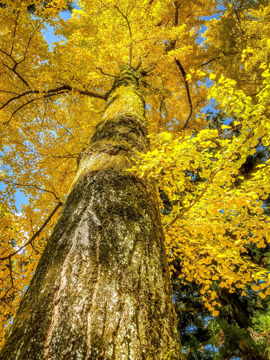 青空と銀杏 | GANREF