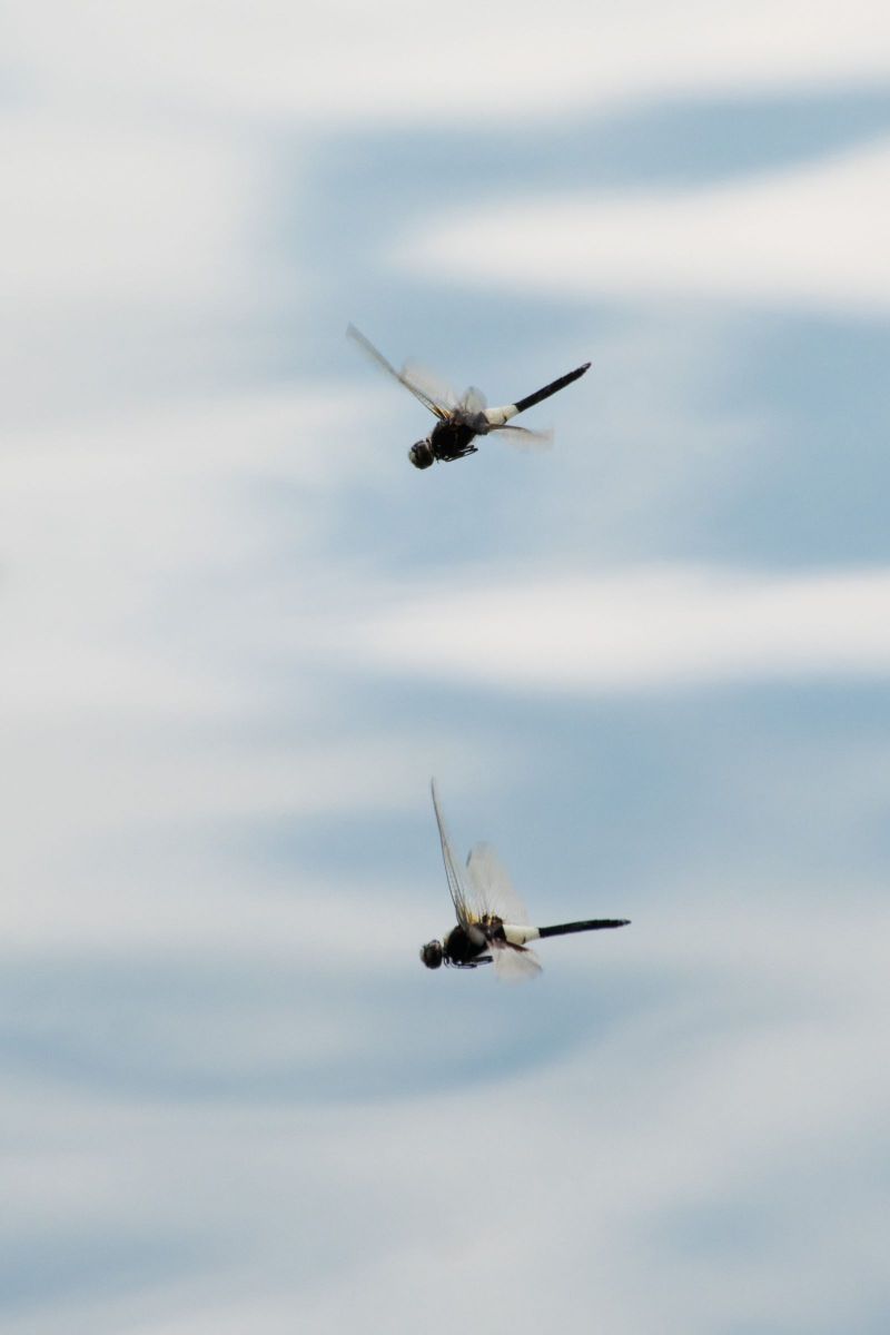 Formation Flight | GANREF