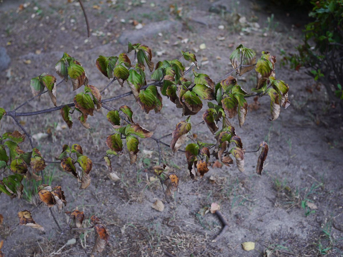 after summer heat(leaves dry & withered) | GANREF