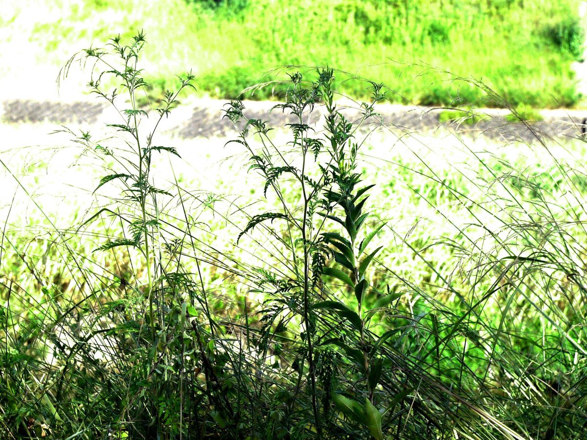 weeds at bright riverside | GANREF