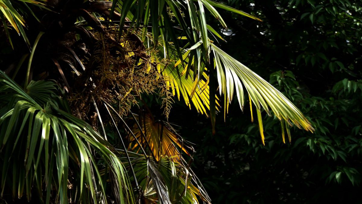 under light (plants) | GANREF