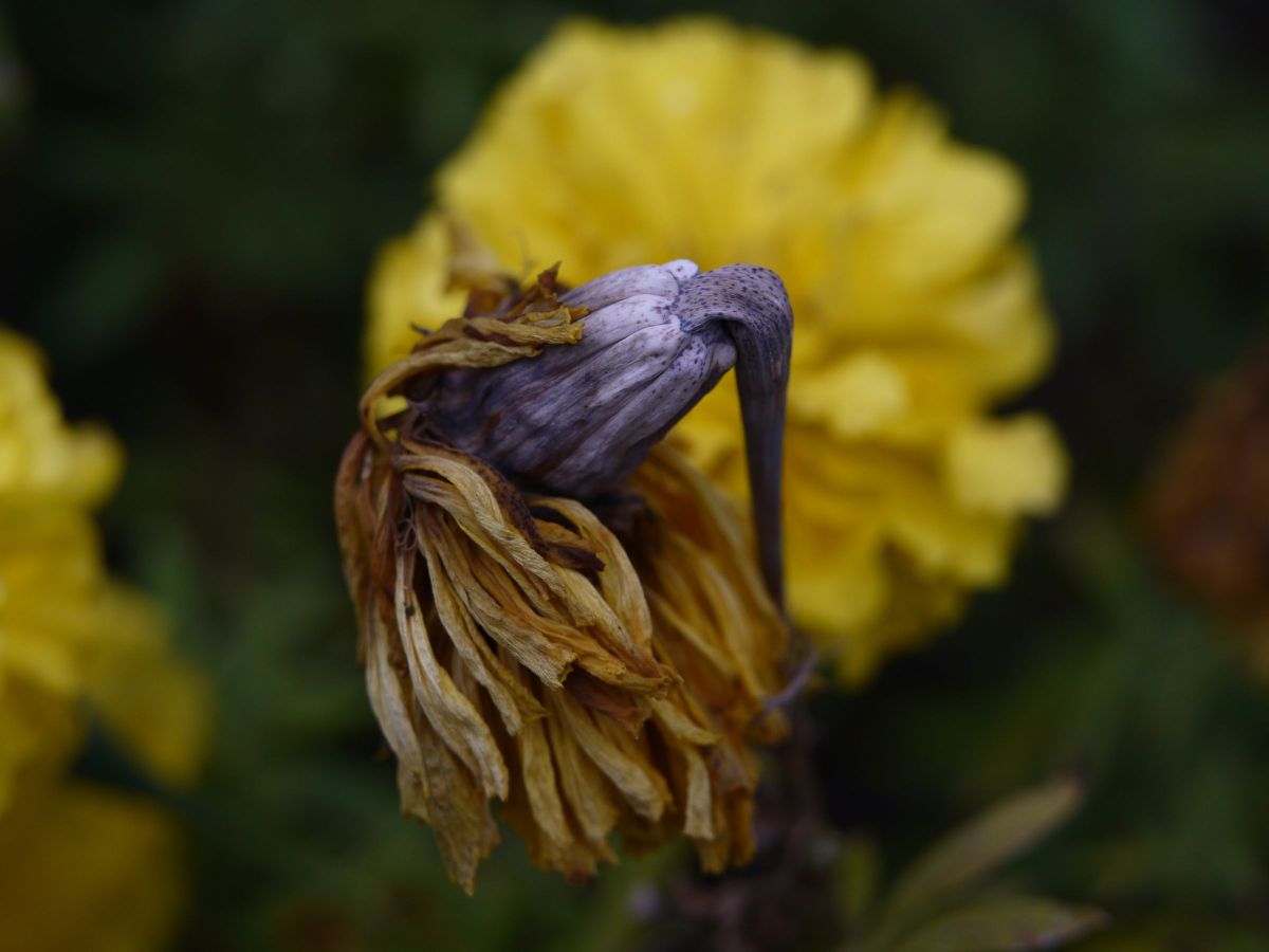a withered flower a little like fabric | GANREF