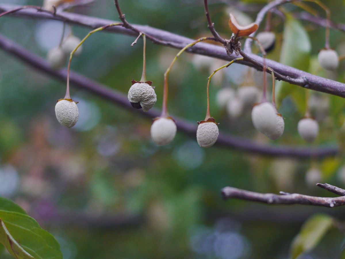 grey and half open | GANREF