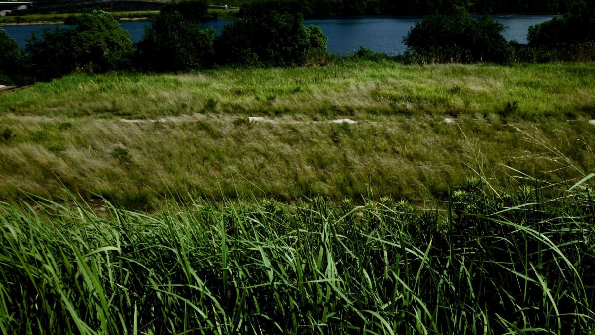 grass field at riverside | GANREF