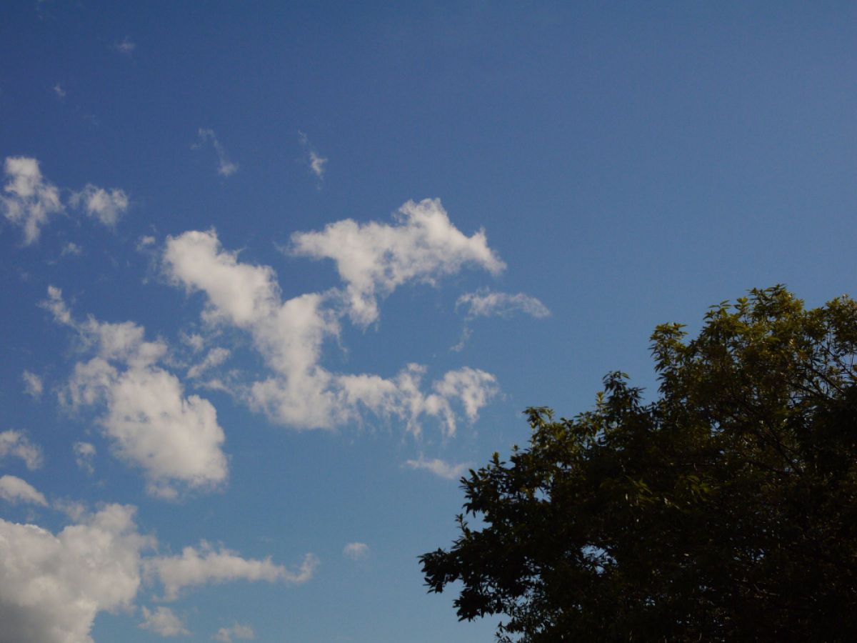 対決？ -versus ? (clouds and a plant)- | GANREF