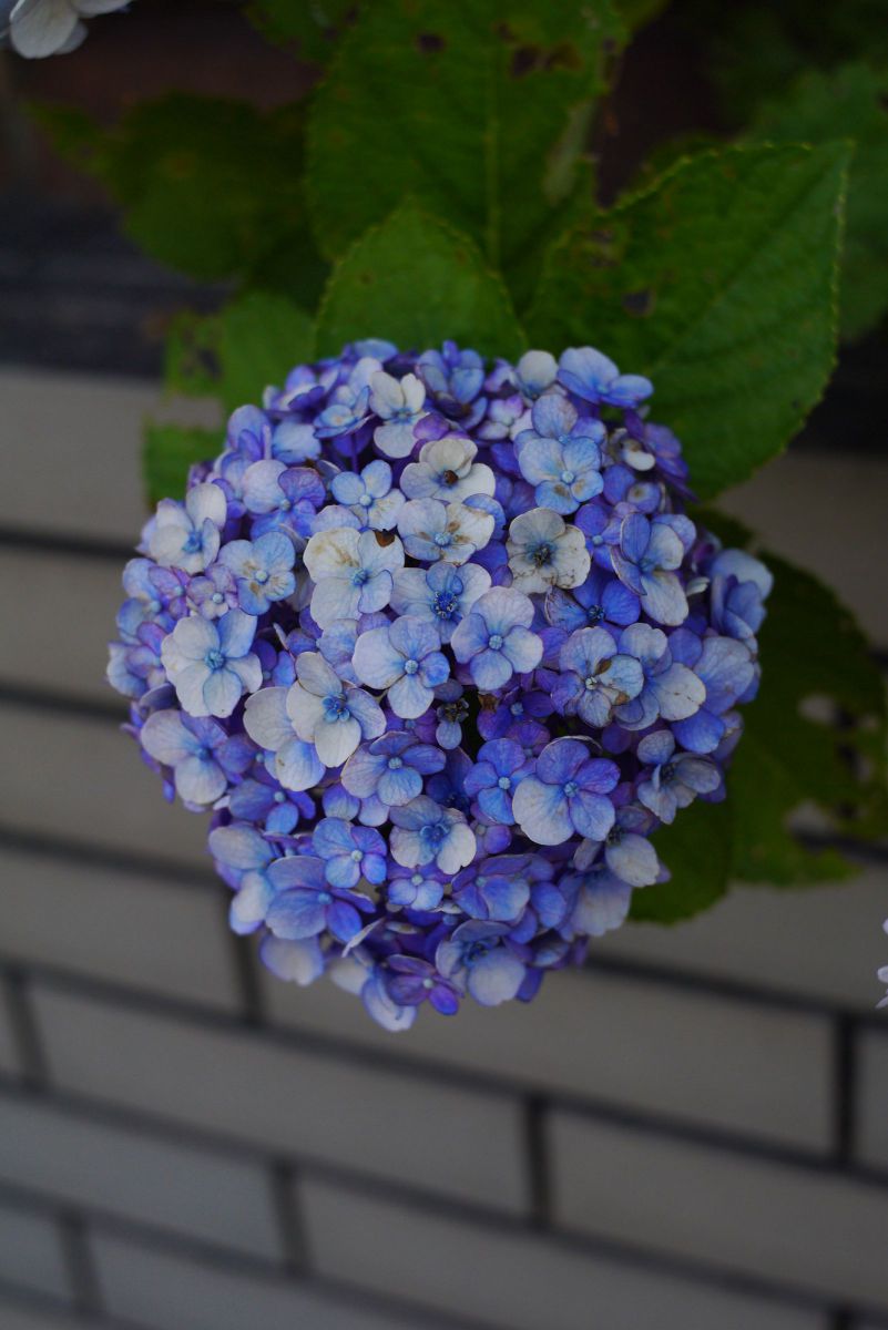 weathered (blue hydrangea flowers) | GANREF