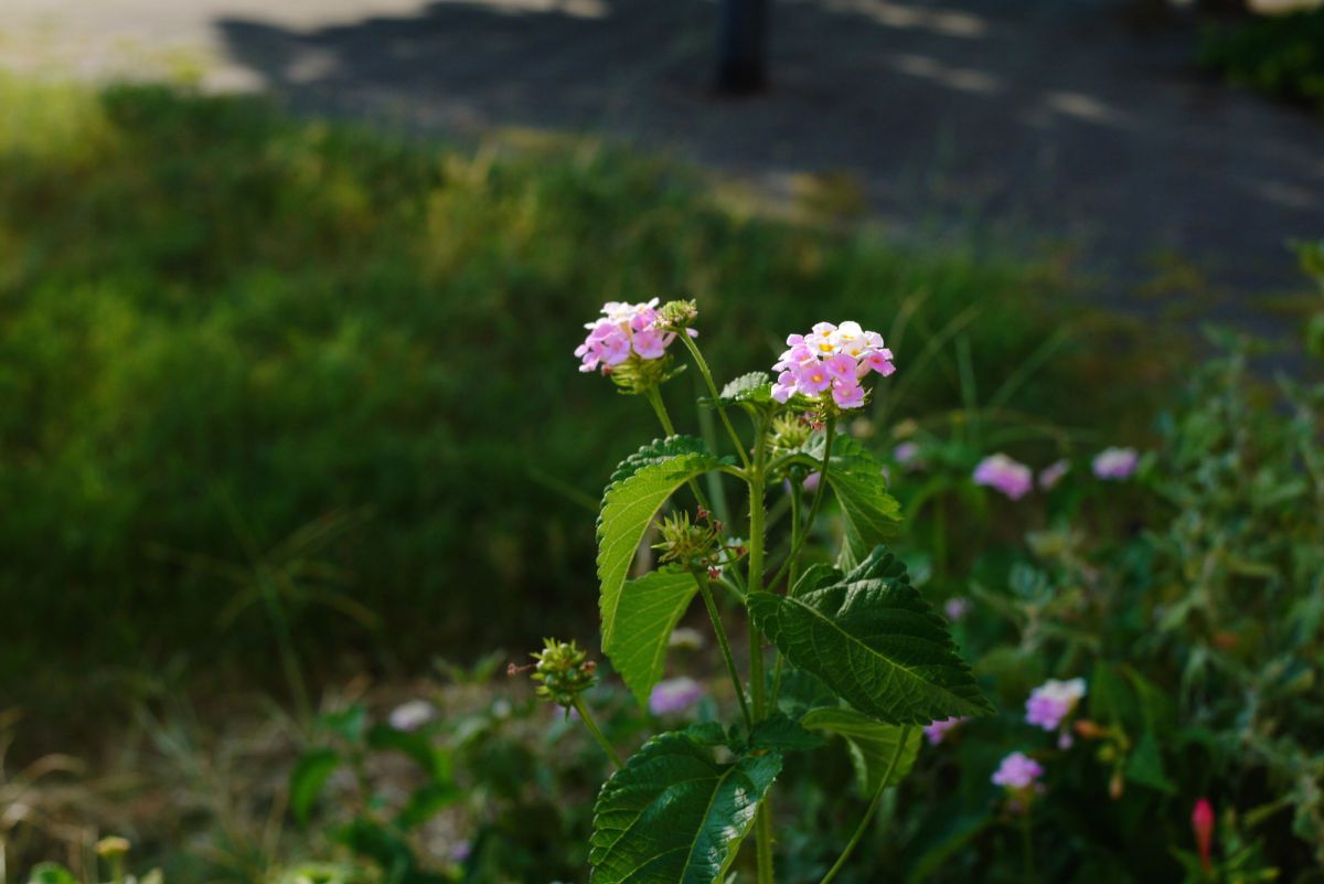 tiny pink & white flowers under sunshine | GANREF