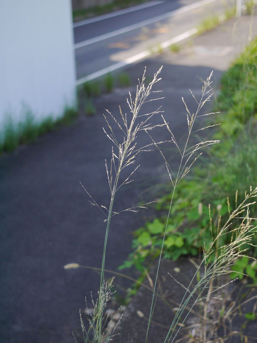 光に照らされて-plants by the path under light- | GANREF