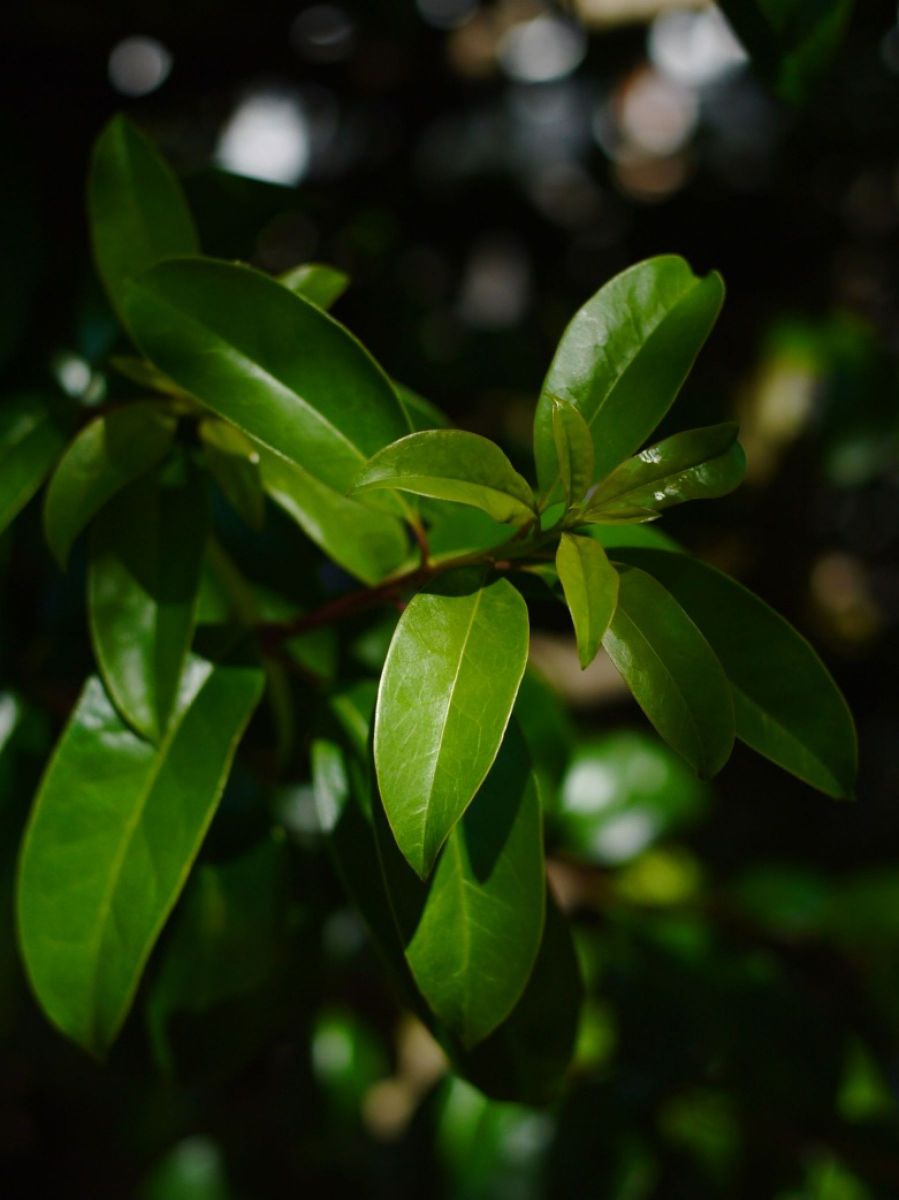 summer green (a leaf under sunshine) | GANREF