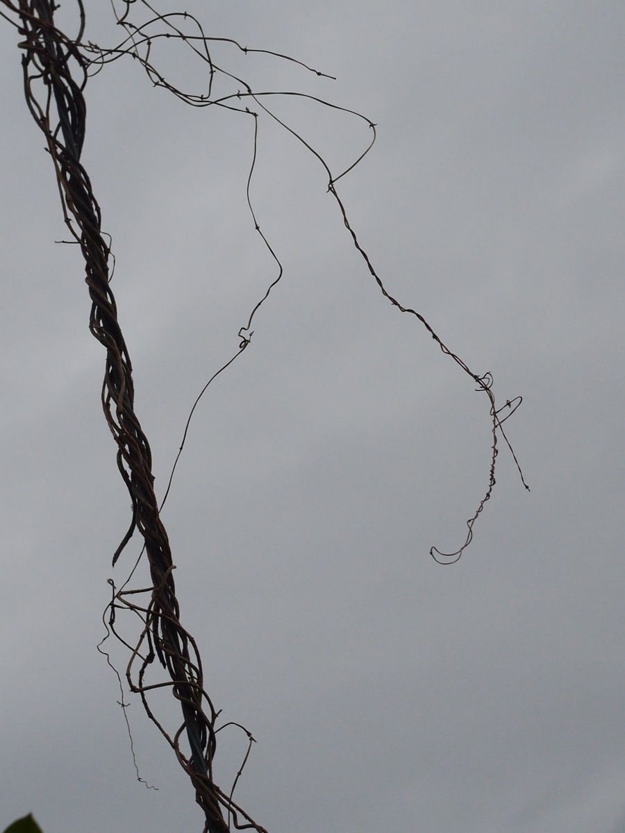 破調 -some feeling (broken)- | GANREF