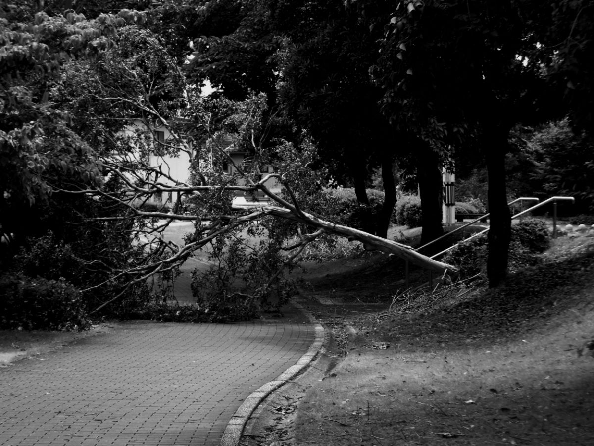 倒木 -a fallen tree (after typhoon)- | GANREF
