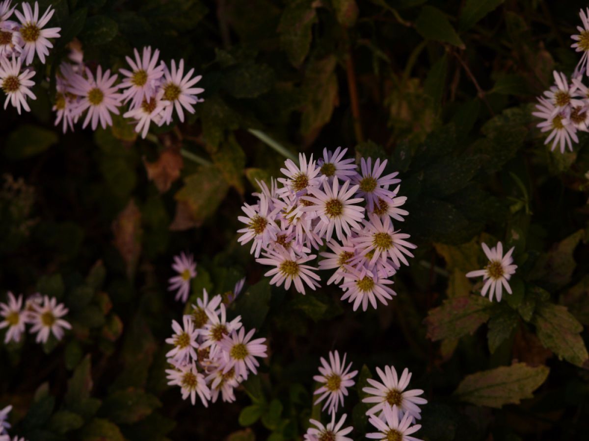 small flowers (pale pink) | GANREF