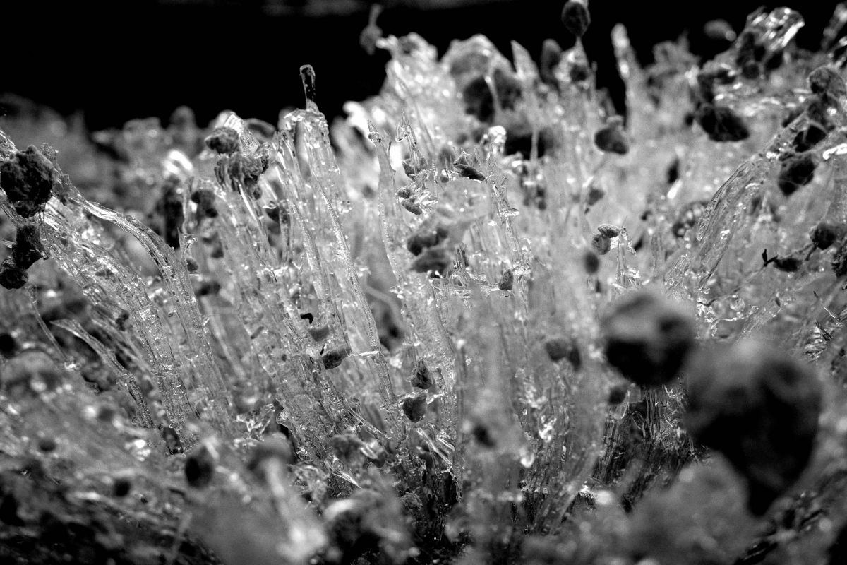 crystal forest 1 | GANREF