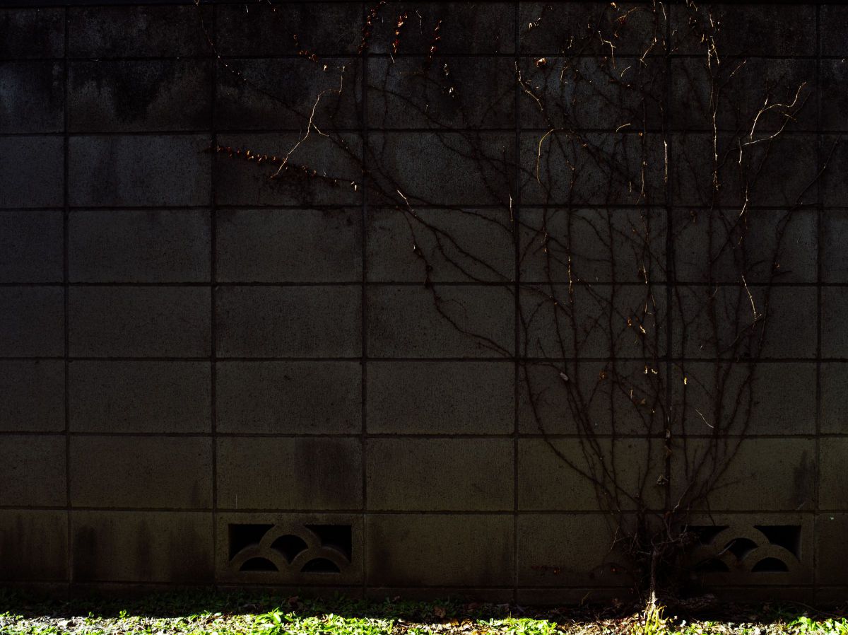 Wall Growth | GANREF