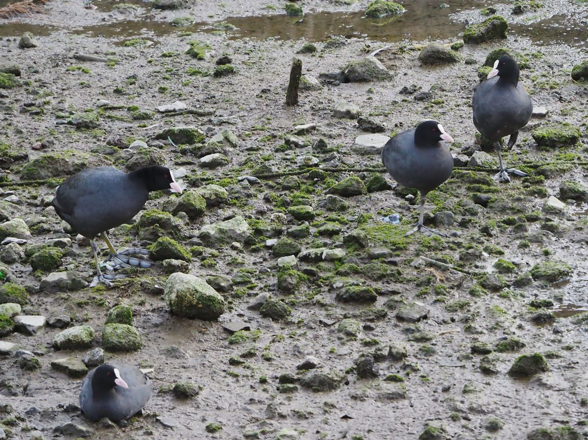 2018年に撮った オオバン - 1 | GANREF