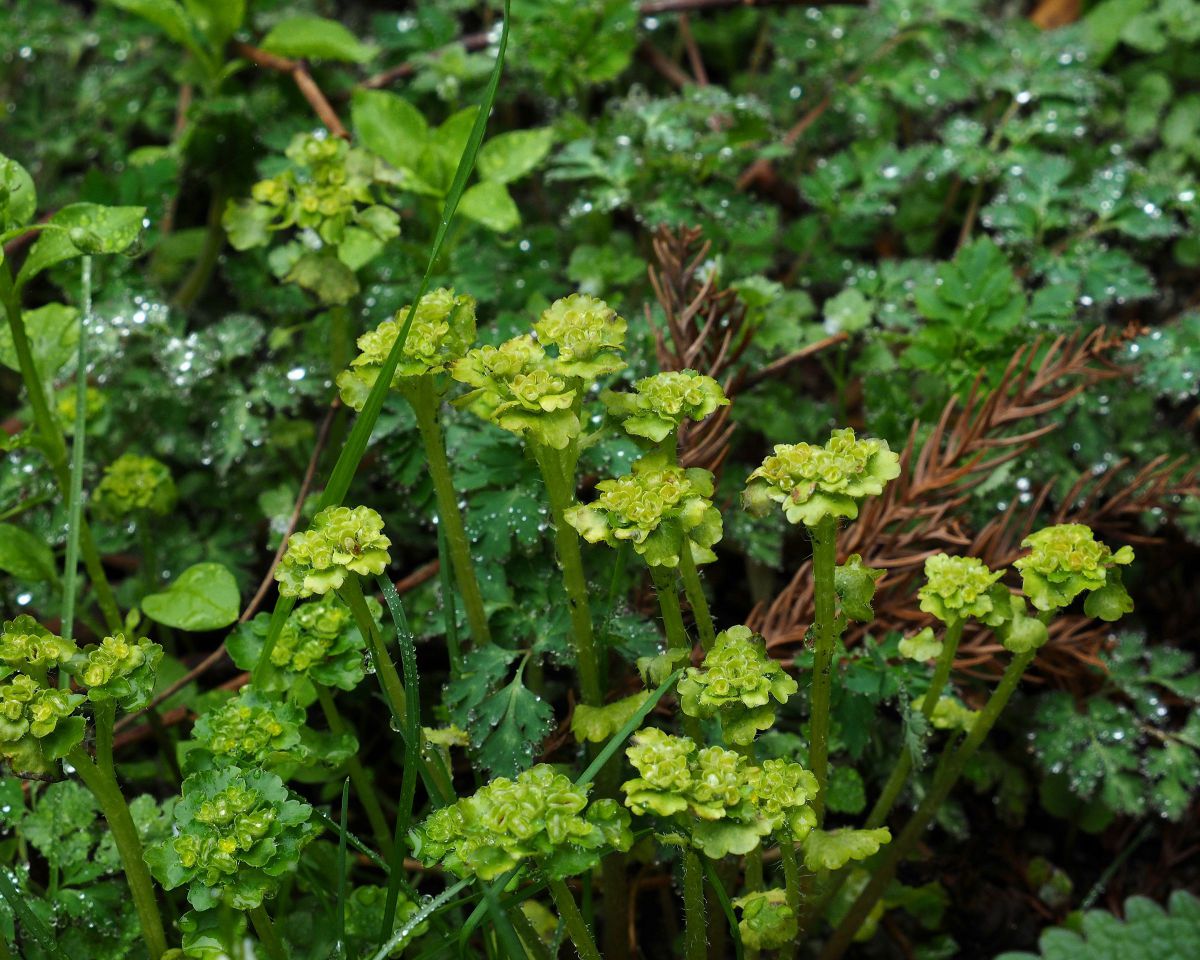 原点 2015年に撮った たぶん ヤマネコノメソウ | GANREF