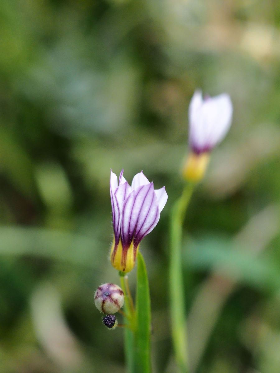 2017年に撮った ニワゼキショウ（アヤメ科） | GANREF
