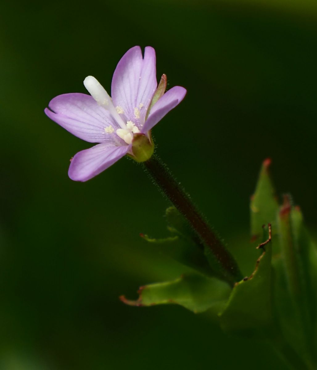 以前撮った アカバナ | GANREF