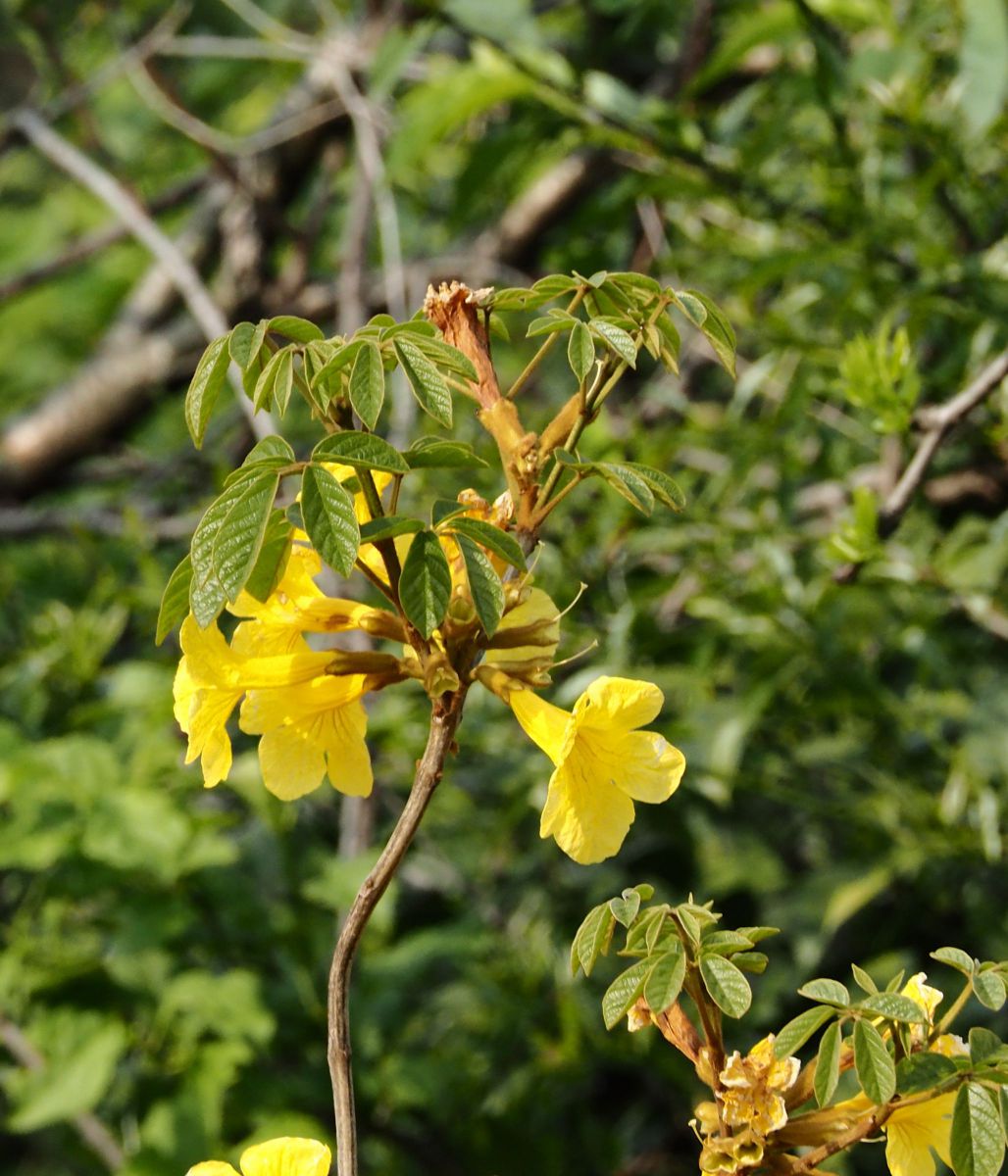 2017年に撮った イペー（ノウゼンカズラ科）- 1 | GANREF