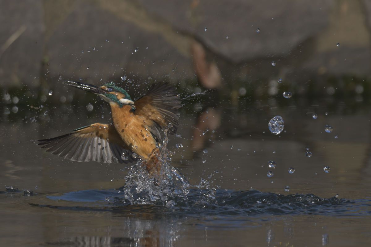 カワセミ 2024-03-07 | GANREF
