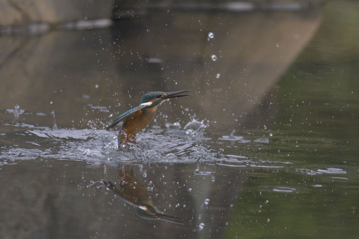 カワセミ 2022-09-29 | GANREF