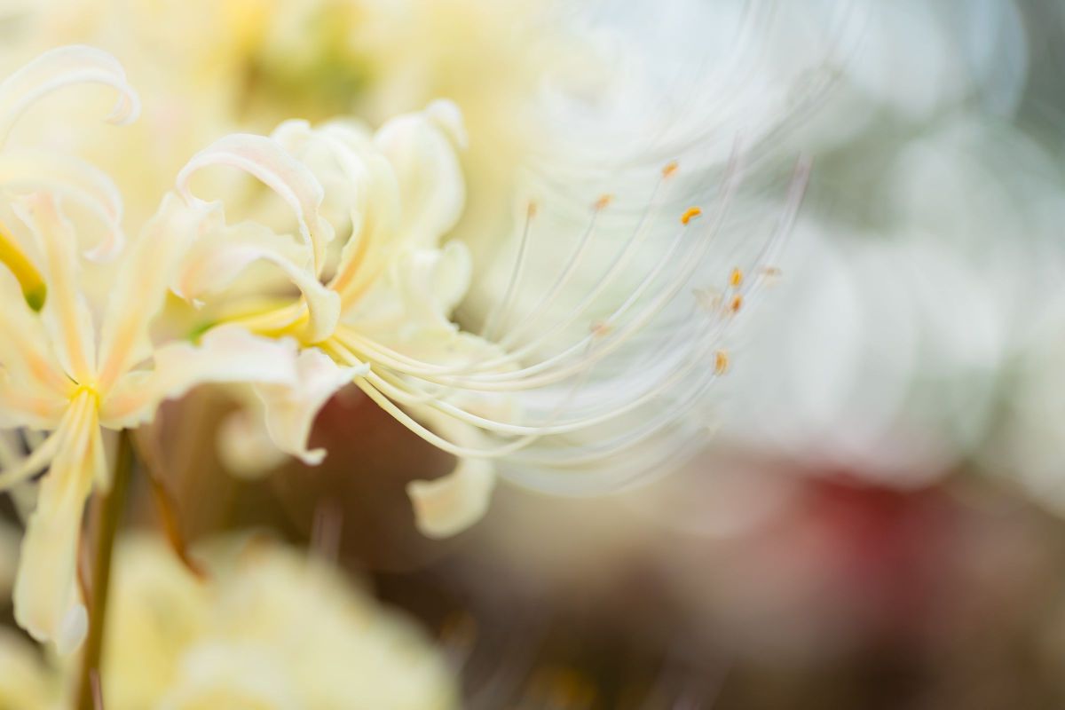 あなたの虜 | GANREF