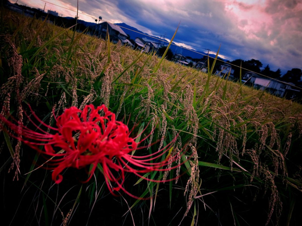 GR DIGITAL 4は 彼岸花も撮れるんです！ | GANREF