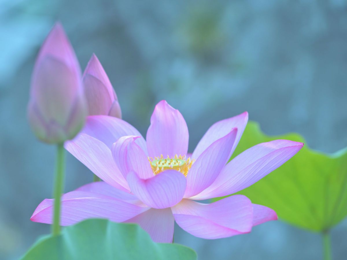 HASU エアリー仕上げ | GANREF