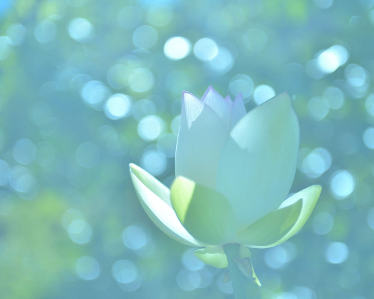 HASU ブラックミストフィルター使用 | GANREF