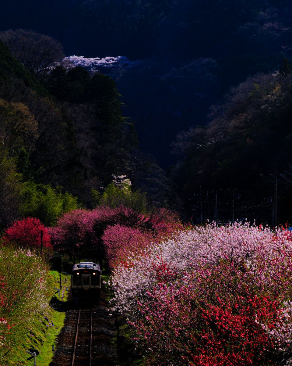 花桃列車 | GANREF