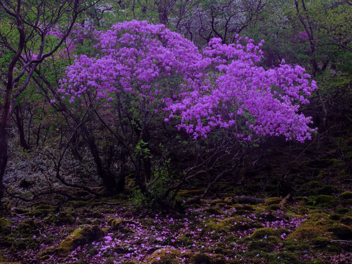 咲き誇る | GANREF