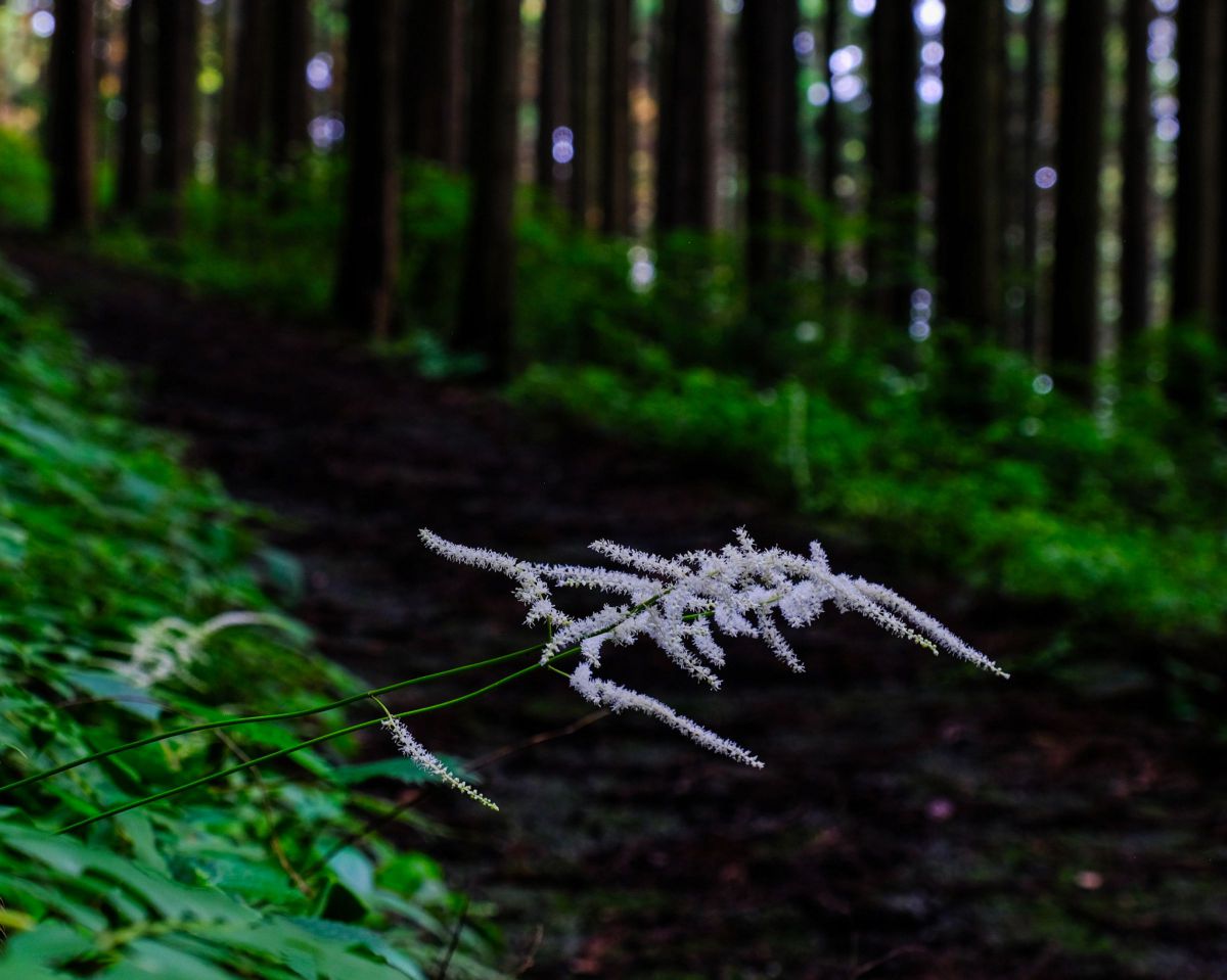 不思議な花 | GANREF