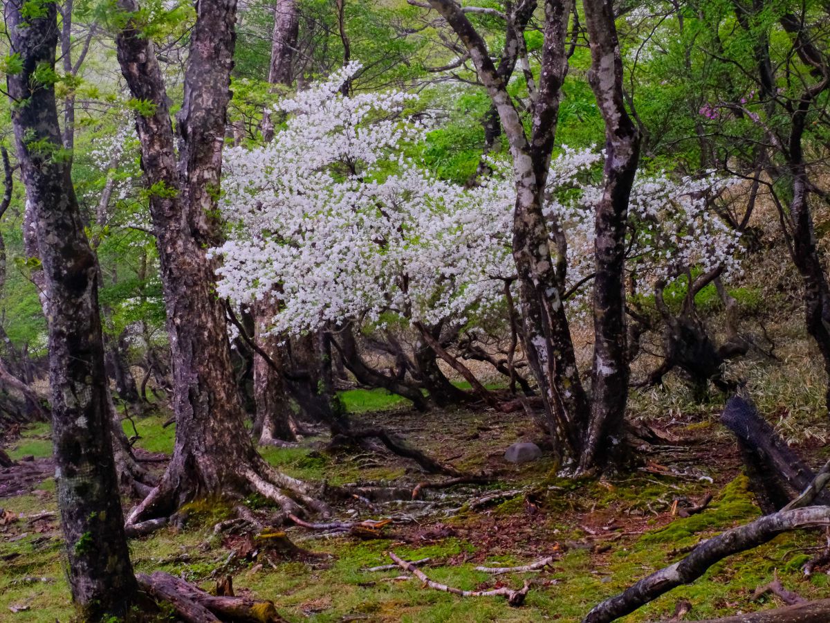 孤高に咲く | GANREF