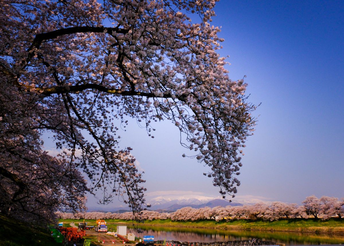白石川堤一目千本桜ーその2 | GANREF