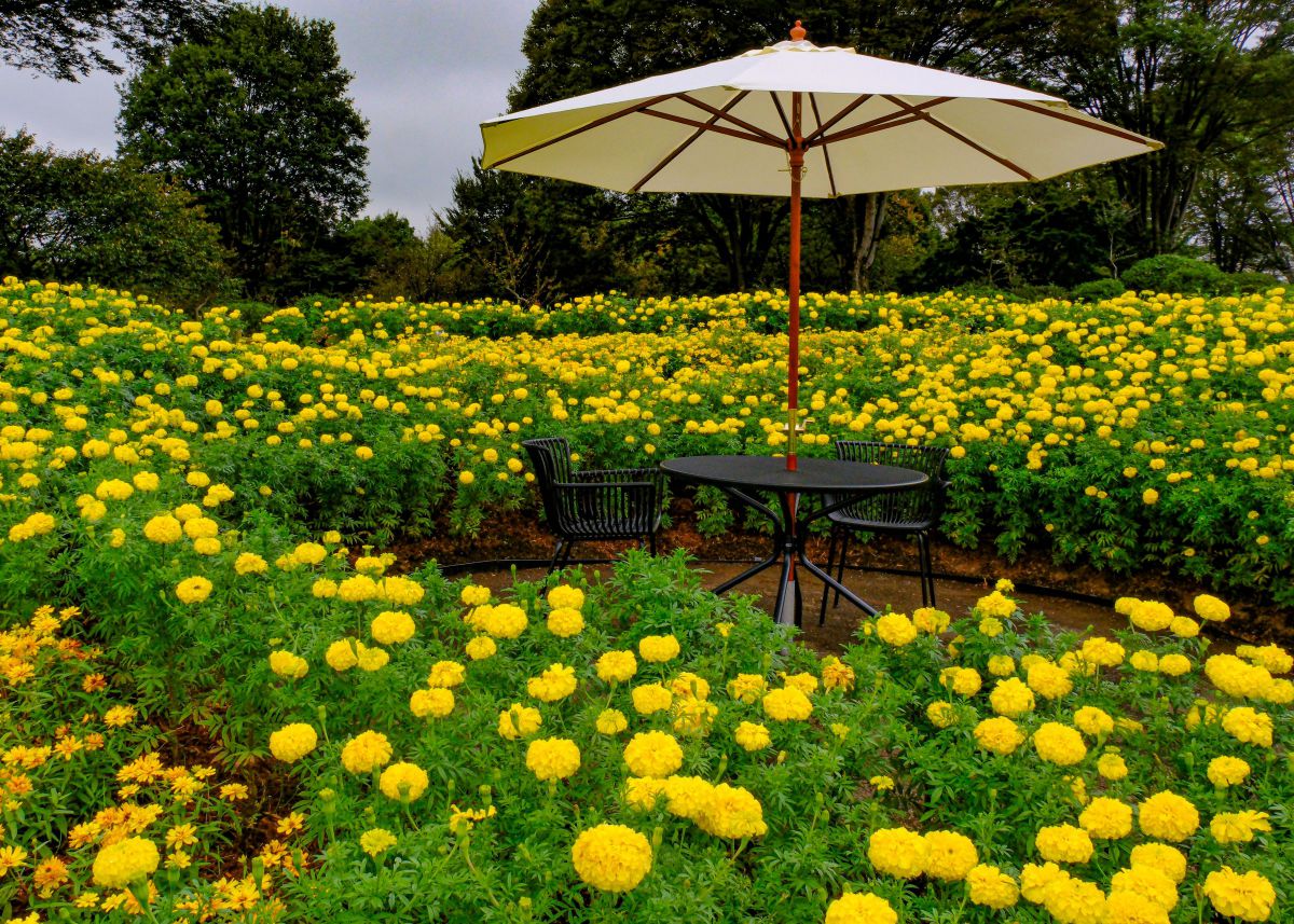 百花繚乱その2 | GANREF